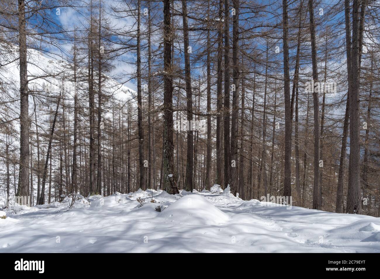 Larch fir pine trees hi-res stock photography and images - Alamy