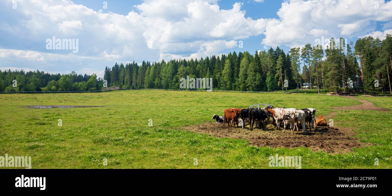 Group of free ranging dairy cows at field feeding from feeder at Summer ...