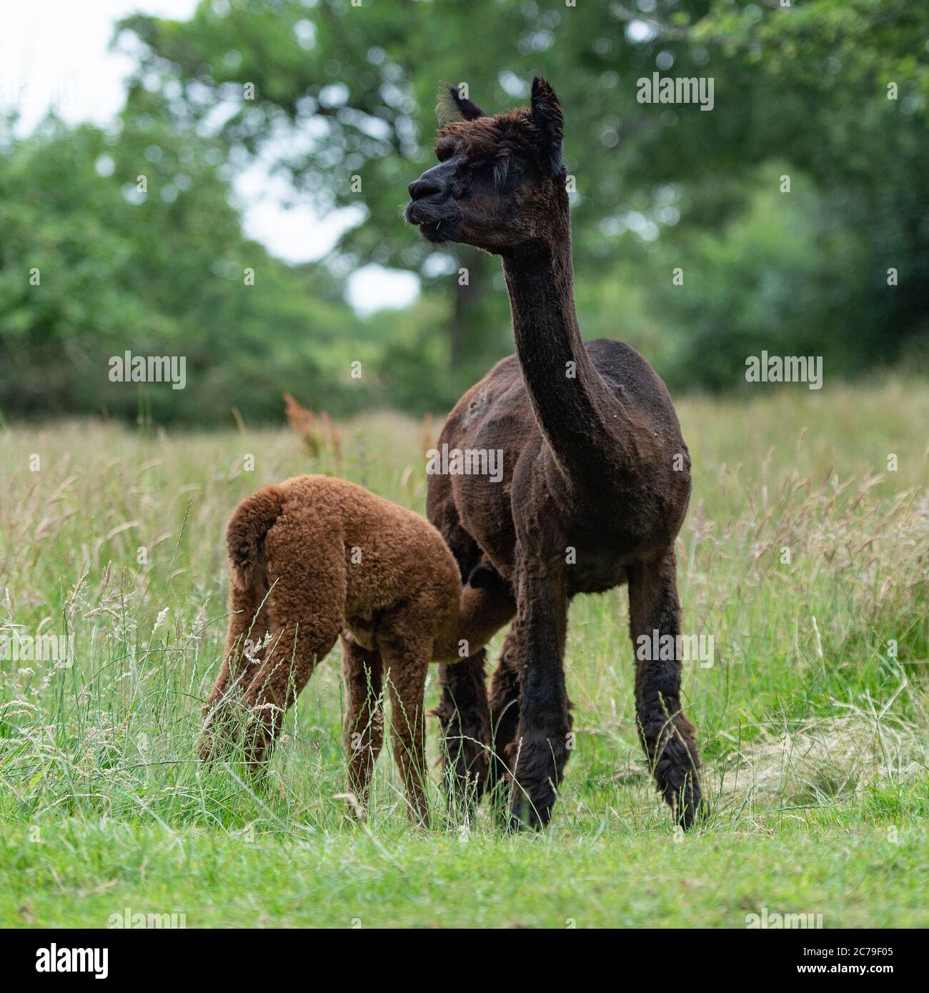 Side view of adult alpaca hi-res stock photography and images - Alamy