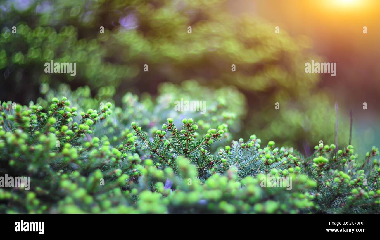 twinkling lights vivid color blurred bokeh spring from leaf background. Abstract nature and soft ...