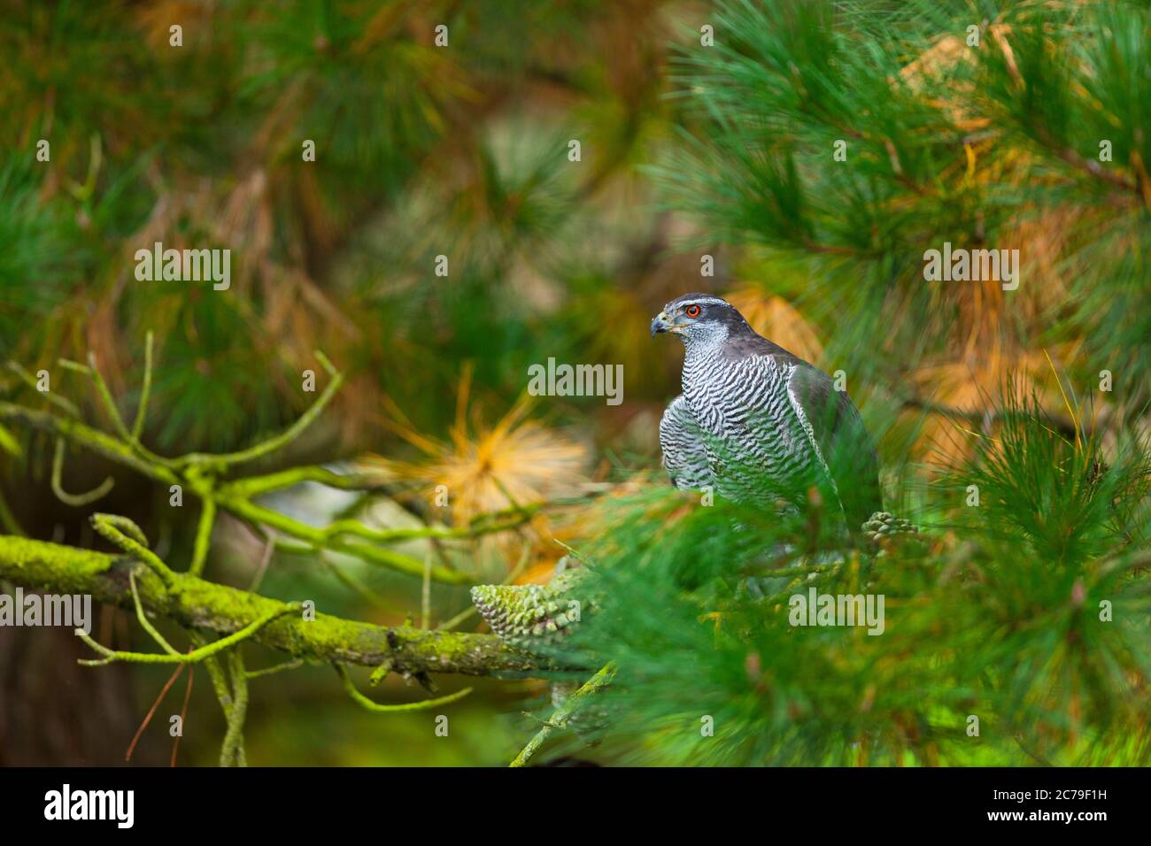 NORTHERN GOSHAWK - AZOR COMUN (Accipiter gentilis Stock Photo - Alamy