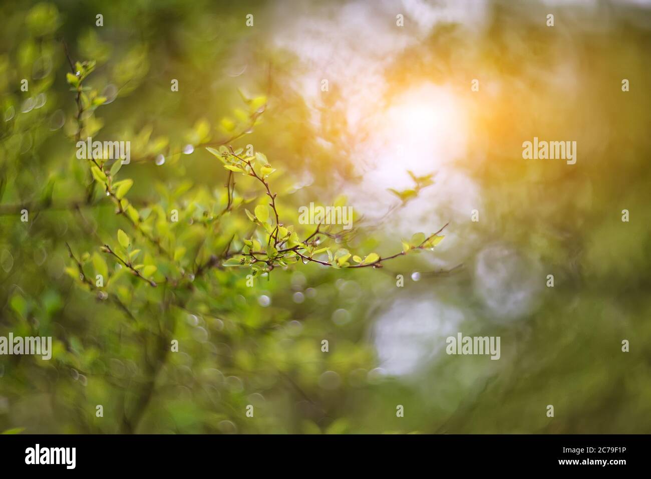 twinkling lights vivid color blurred bokeh spring from leaf background. Abstract nature and soft ...