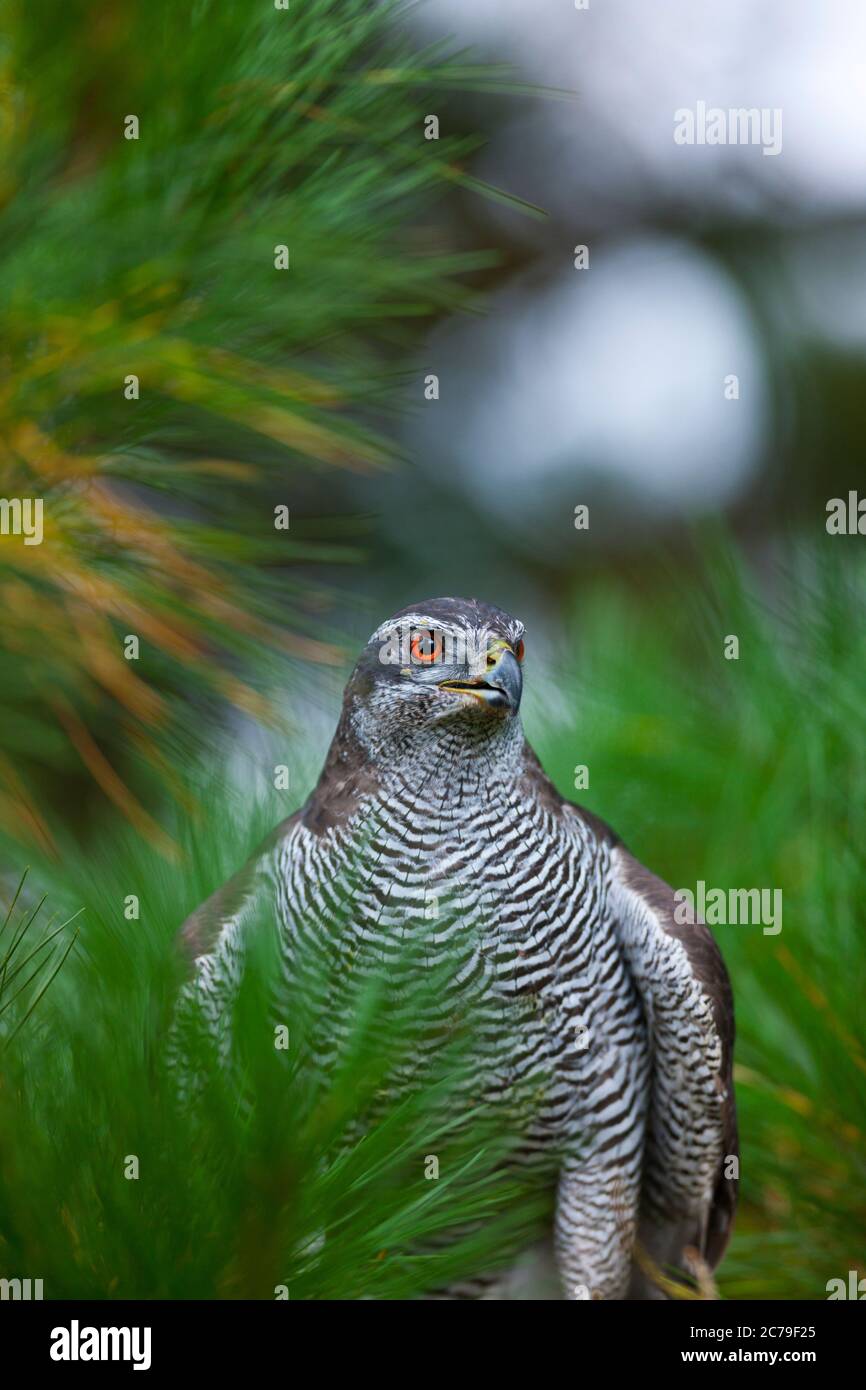 NORTHERN GOSHAWK - AZOR COMUN (Accipiter gentilis Stock Photo - Alamy