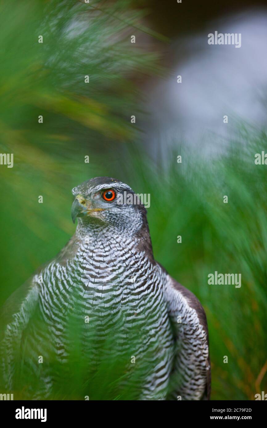 NORTHERN GOSHAWK - AZOR COMUN (Accipiter gentilis Stock Photo - Alamy