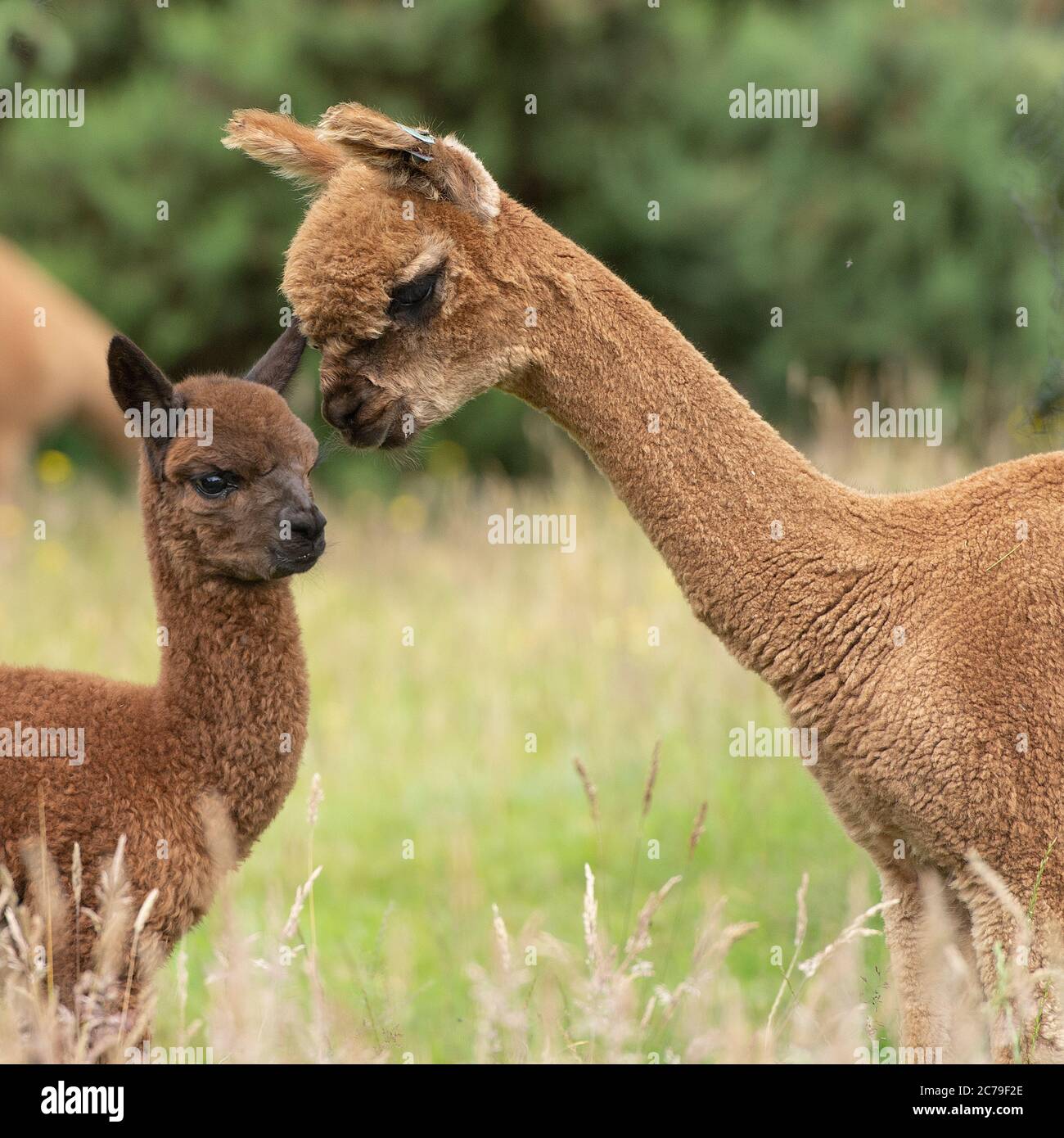 Cute brown alpaca vicugna hi-res stock photography and images - Alamy