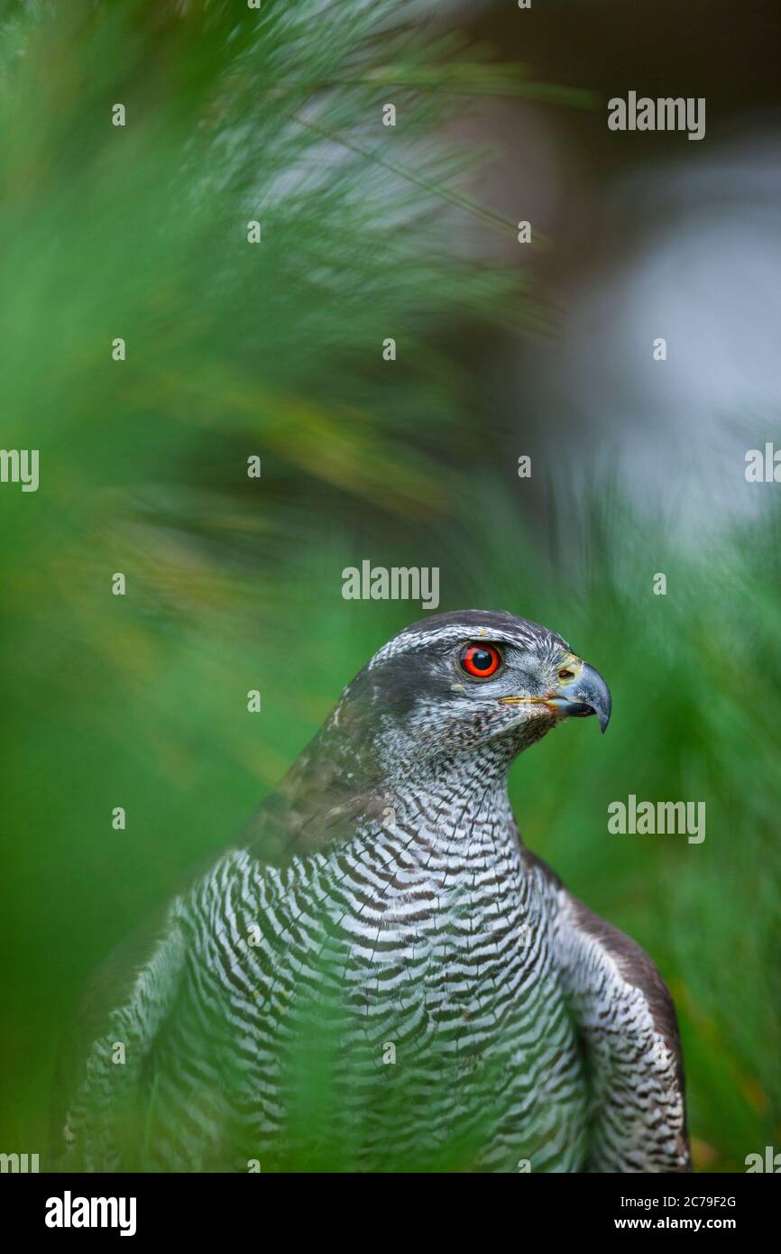 NORTHERN GOSHAWK - AZOR COMUN (Accipiter gentilis Stock Photo - Alamy