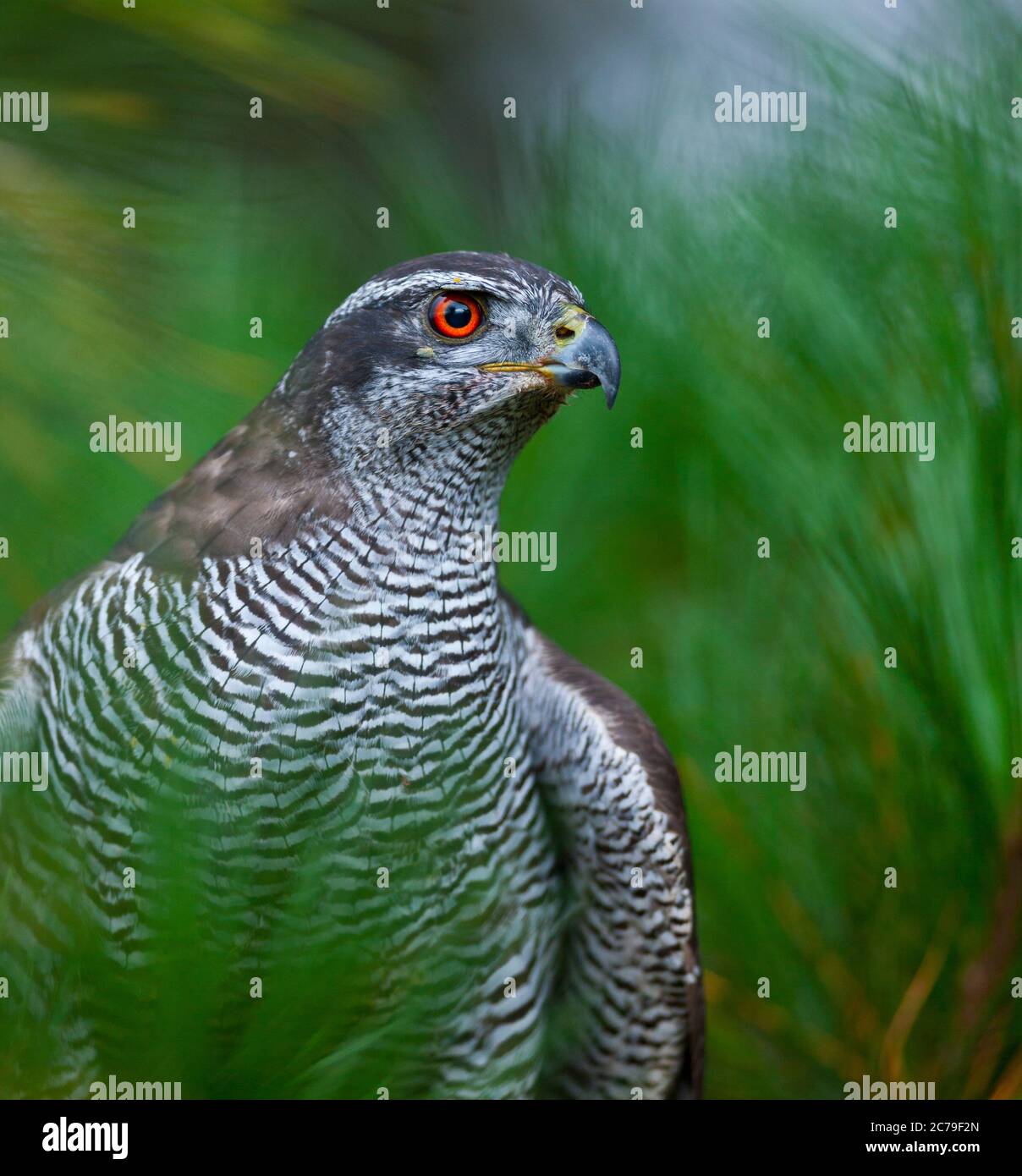 NORTHERN GOSHAWK - AZOR COMUN (Accipiter gentilis Stock Photo - Alamy