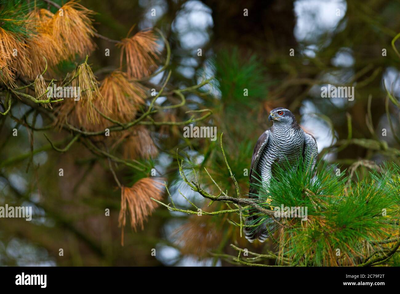 NORTHERN GOSHAWK - AZOR COMUN (Accipiter gentilis Stock Photo - Alamy