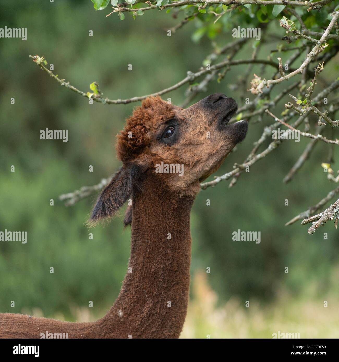 Side View Of Adult Alpaca High Resolution Stock Photography and Images ...
