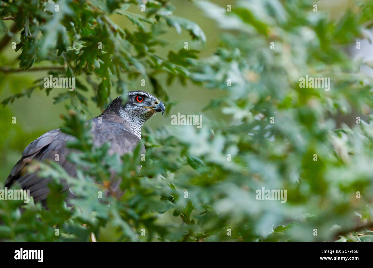 NORTHERN GOSHAWK - AZOR COMUN (Accipiter gentilis Stock Photo - Alamy