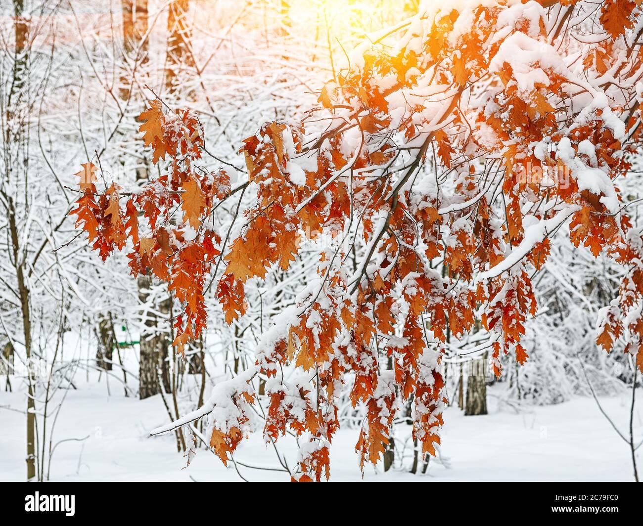 Frozen autumn leaves on the beech branch. Lots of snow at background ...