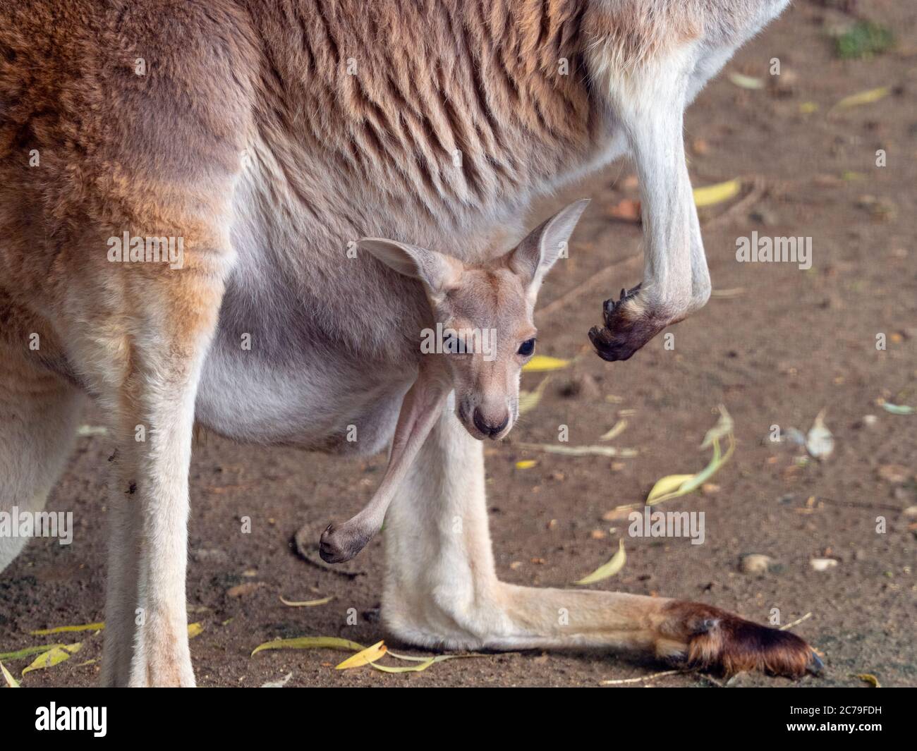 Macropus rufus Red kangaroo with young in pouch Stock Photo - Alamy
