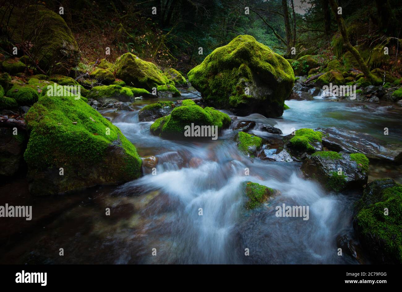 Nature rocks moss ferns river hi-res stock photography and images - Alamy
