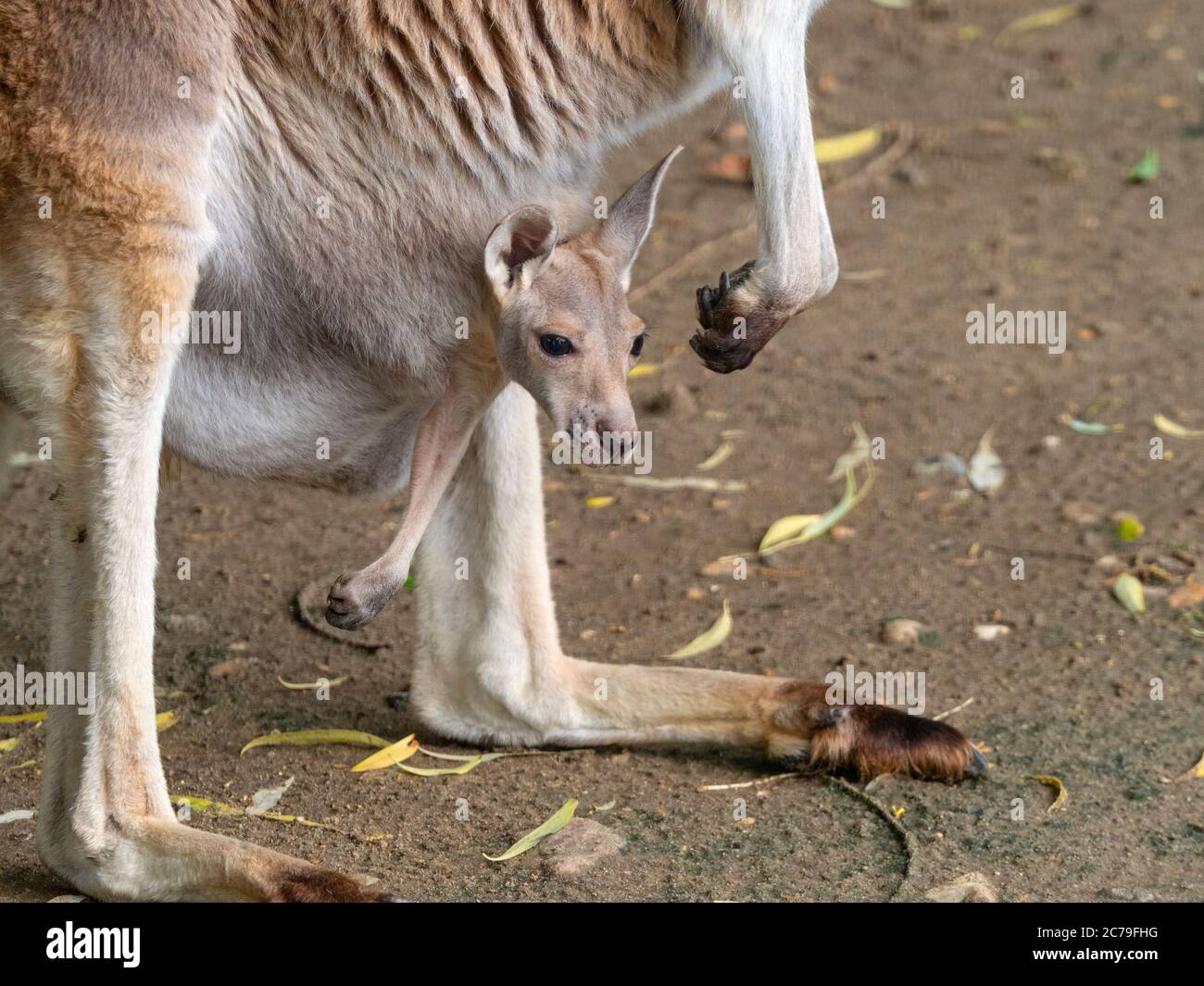 Macropus rufus Red kangaroo with young in pouch Stock Photo - Alamy