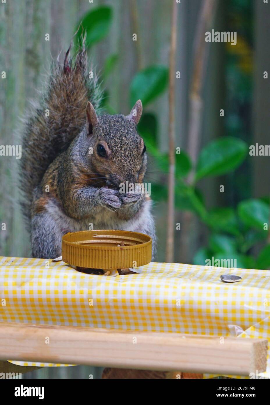 A gray squirrel eating at a backyard wooden picnic table for squirrels ...