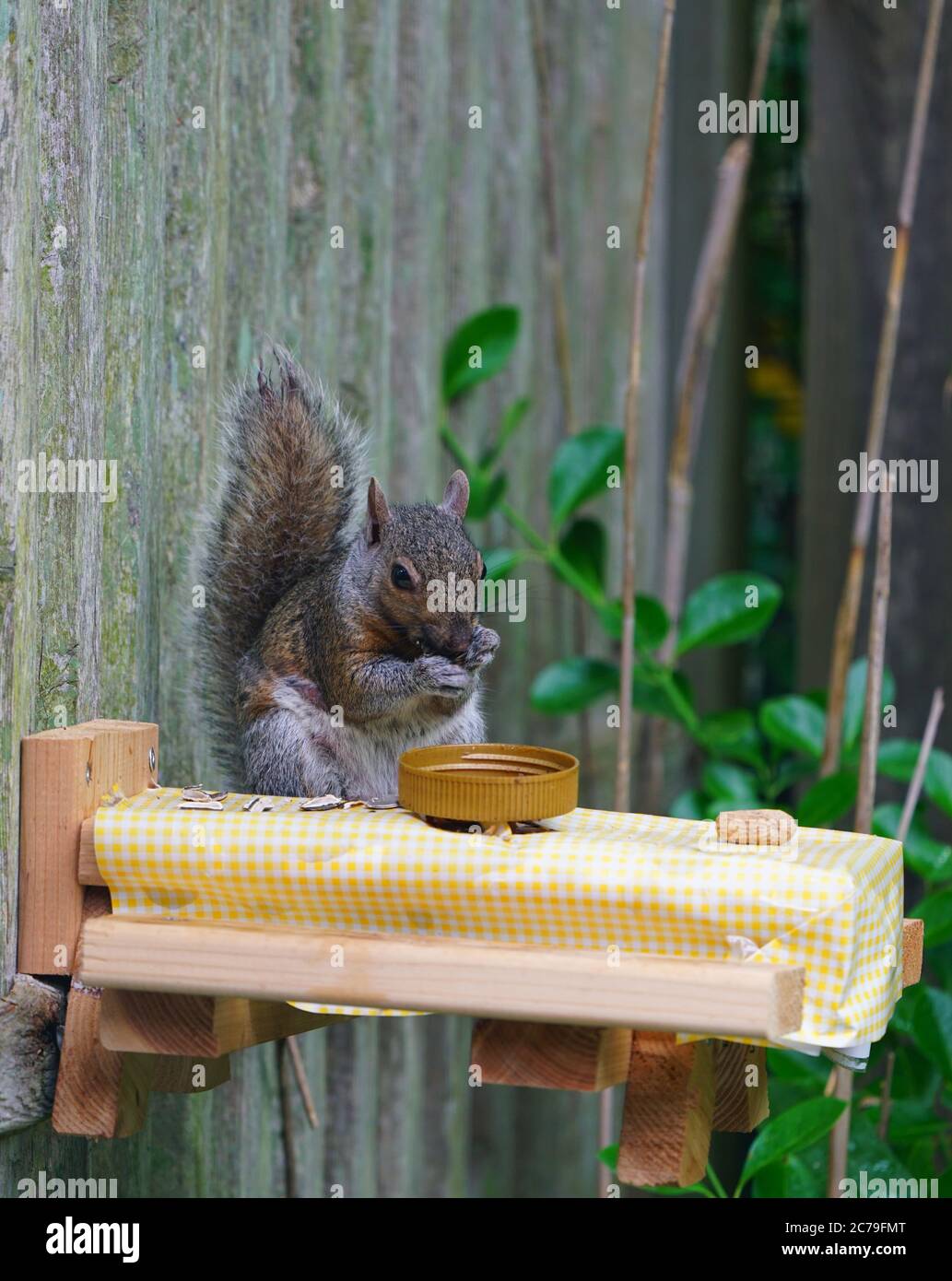 A gray squirrel eating at a backyard wooden picnic table for squirrels ...