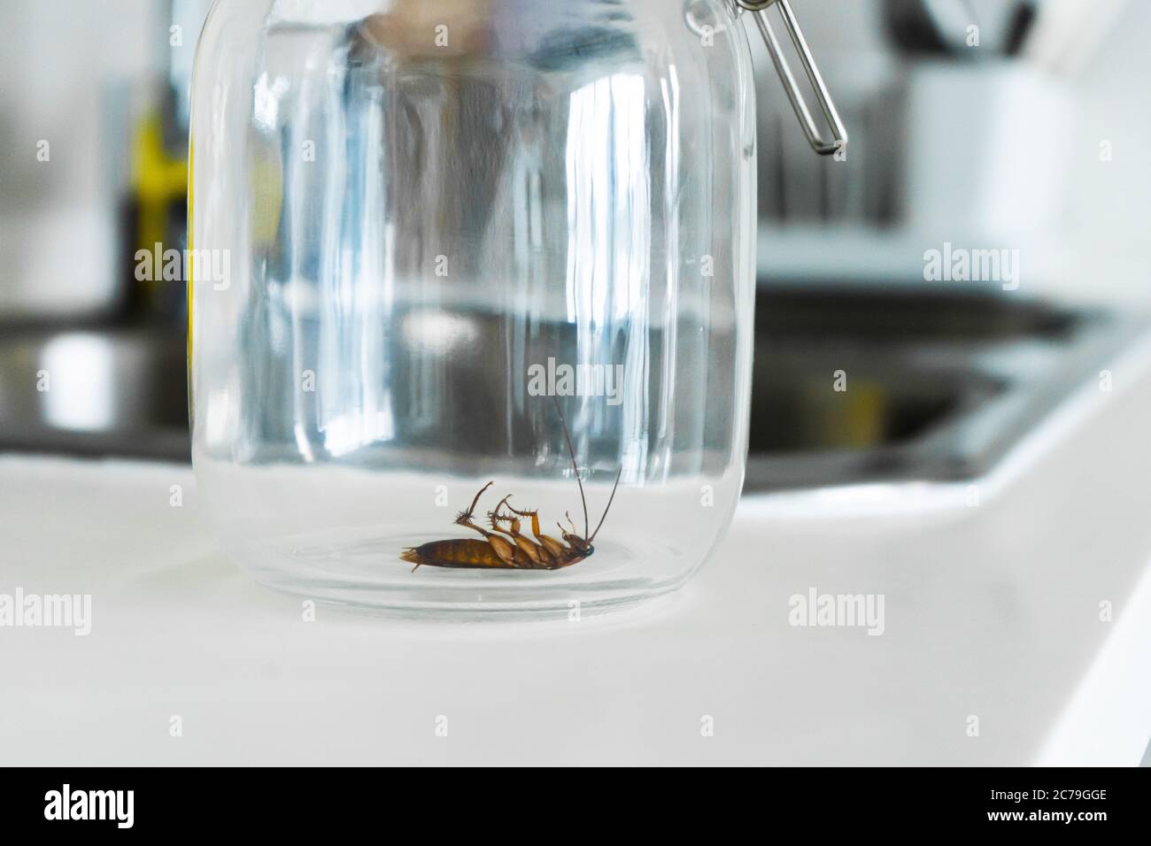 Cockroach in a glass jar in the kitchen Stock Photo - Alamy