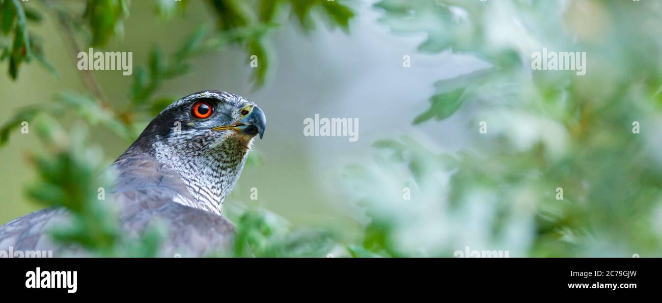 NORTHERN GOSHAWK - AZOR COMUN (Accipiter gentilis Stock Photo - Alamy