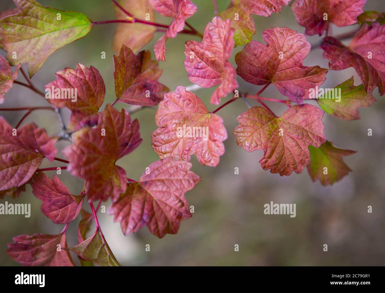 Baby leaves hi-res stock photography and images - Alamy