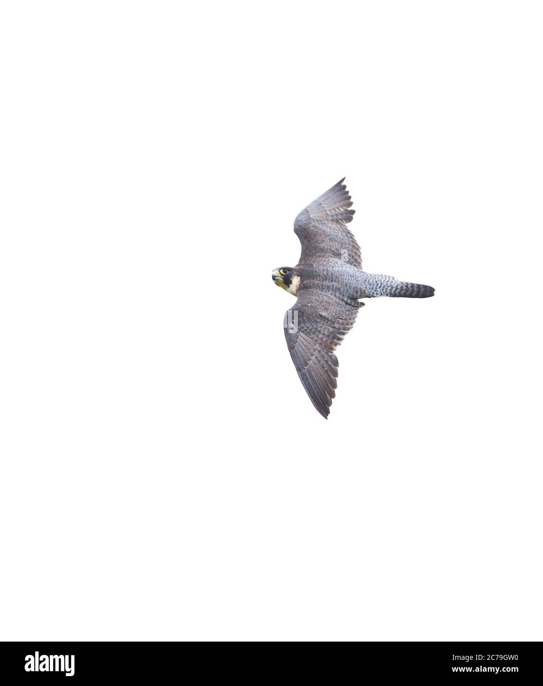 Peregrine flight Cut Out Stock Images & Pictures - Alamy