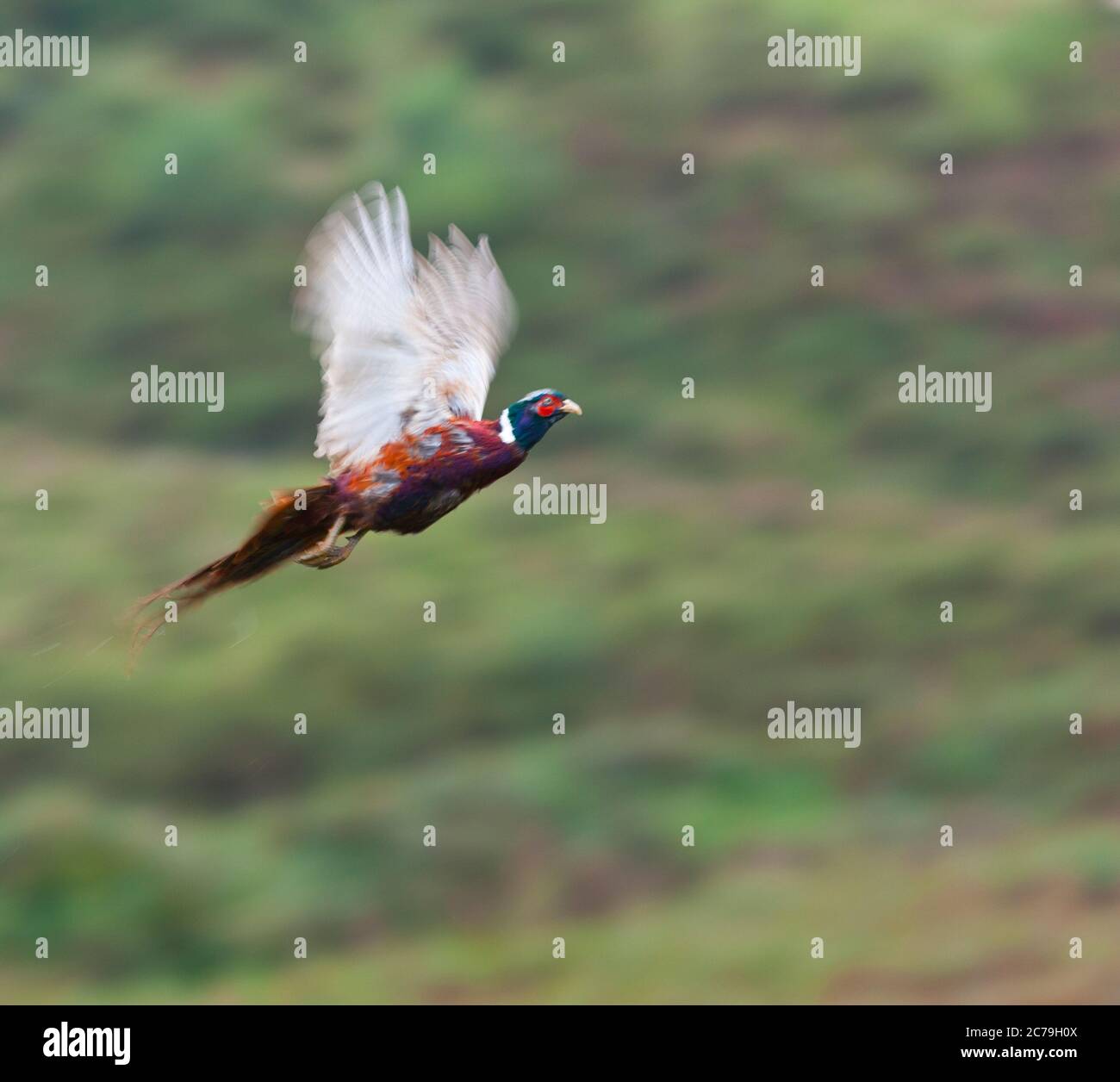 COMMON PHEASANT - FAISAN COMUN (Phasianus colchicus Stock Photo - Alamy