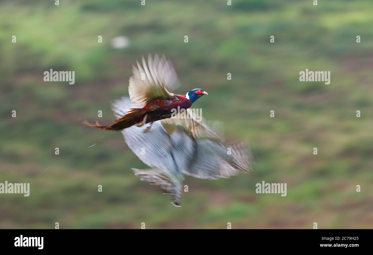 COMMON PHEASANT - FAISAN COMUN (Phasianus colchicus Stock Photo - Alamy
