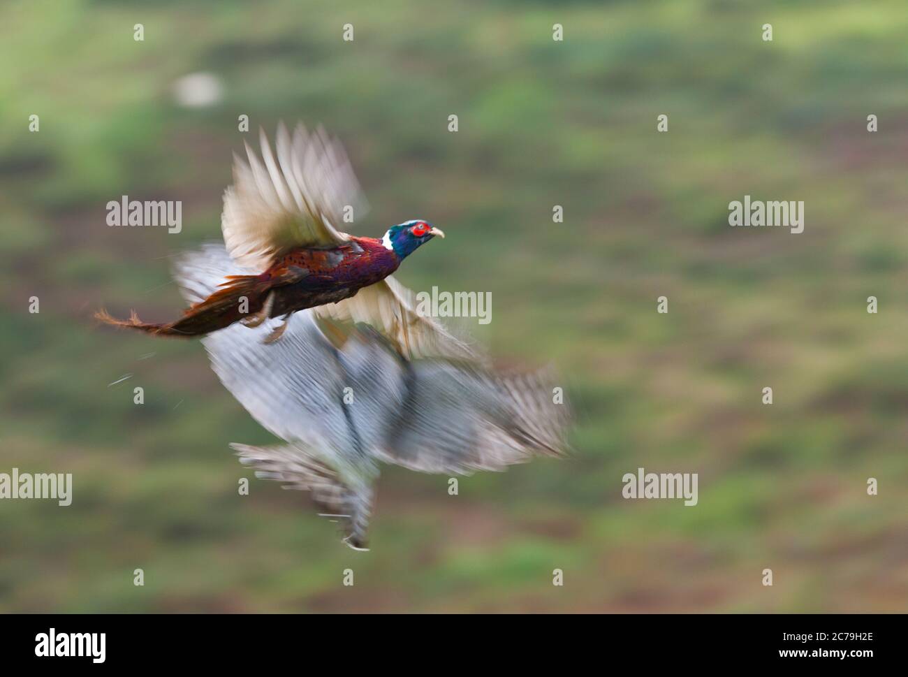 COMMON PHEASANT - FAISAN COMUN (Phasianus colchicus Stock Photo - Alamy