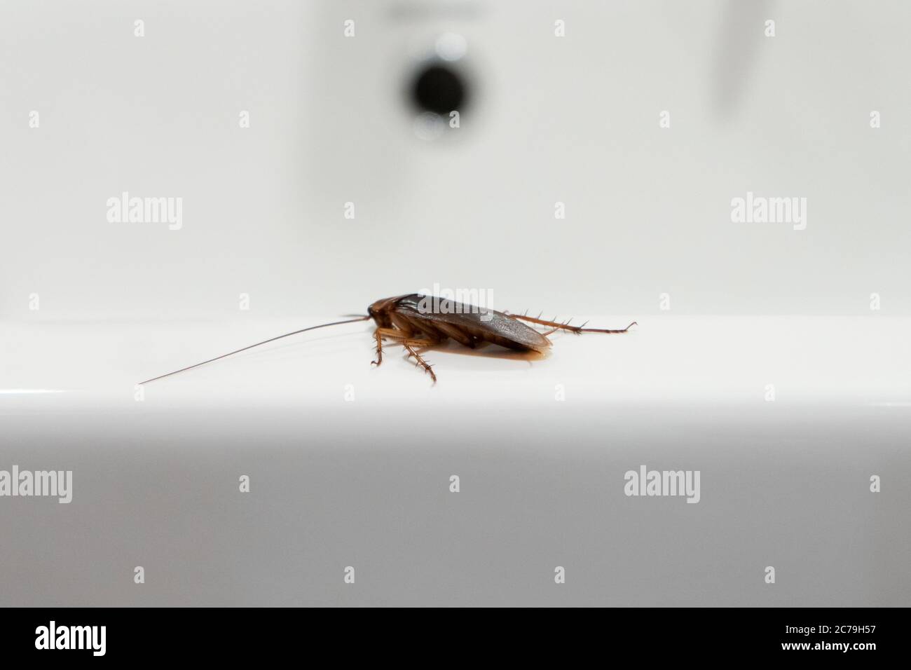 Cockroach in the bathroom on the sink. The problem with insects Stock ...