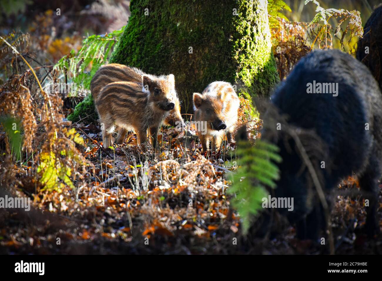 baby boar in fontainebleau forest Stock Photo - Alamy
