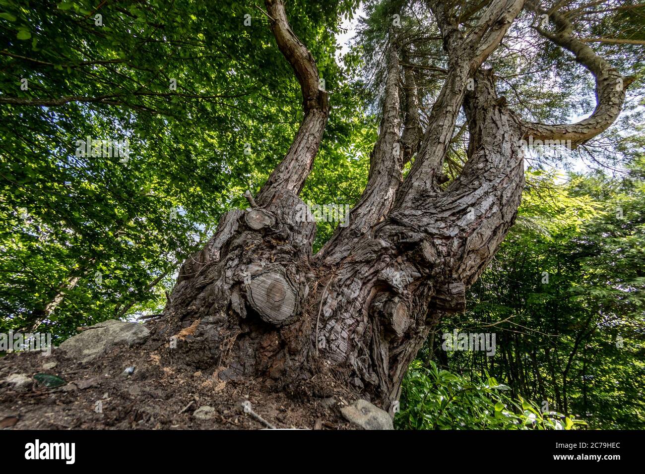 Beautiful sun seen under tree hi-res stock photography and images - Alamy