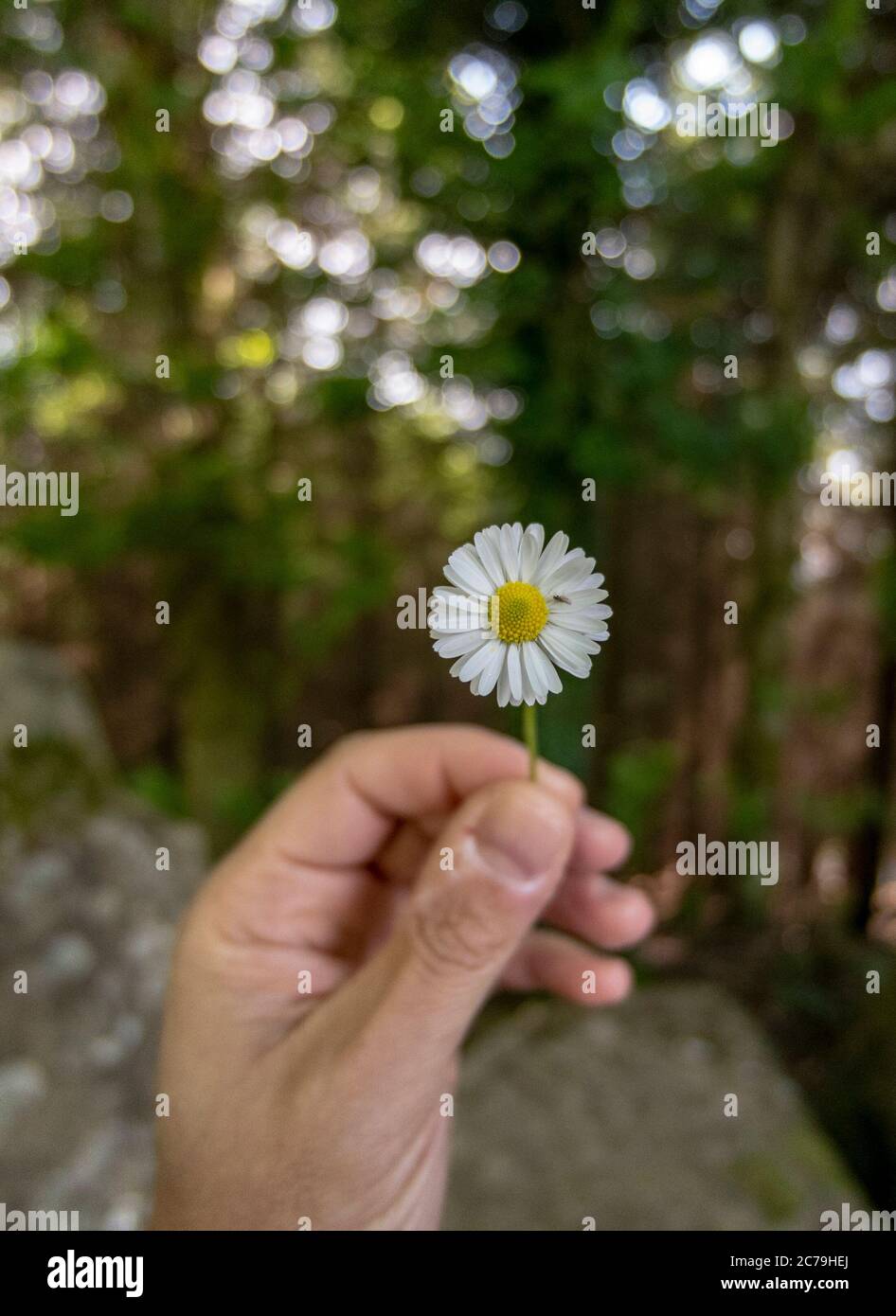 Hand holding a daisy flower Stock Photo - Alamy