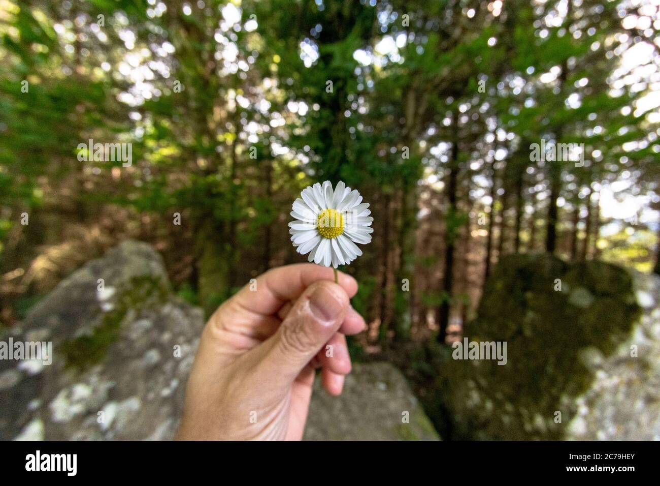 Hand holding a daisy flower Stock Photo - Alamy