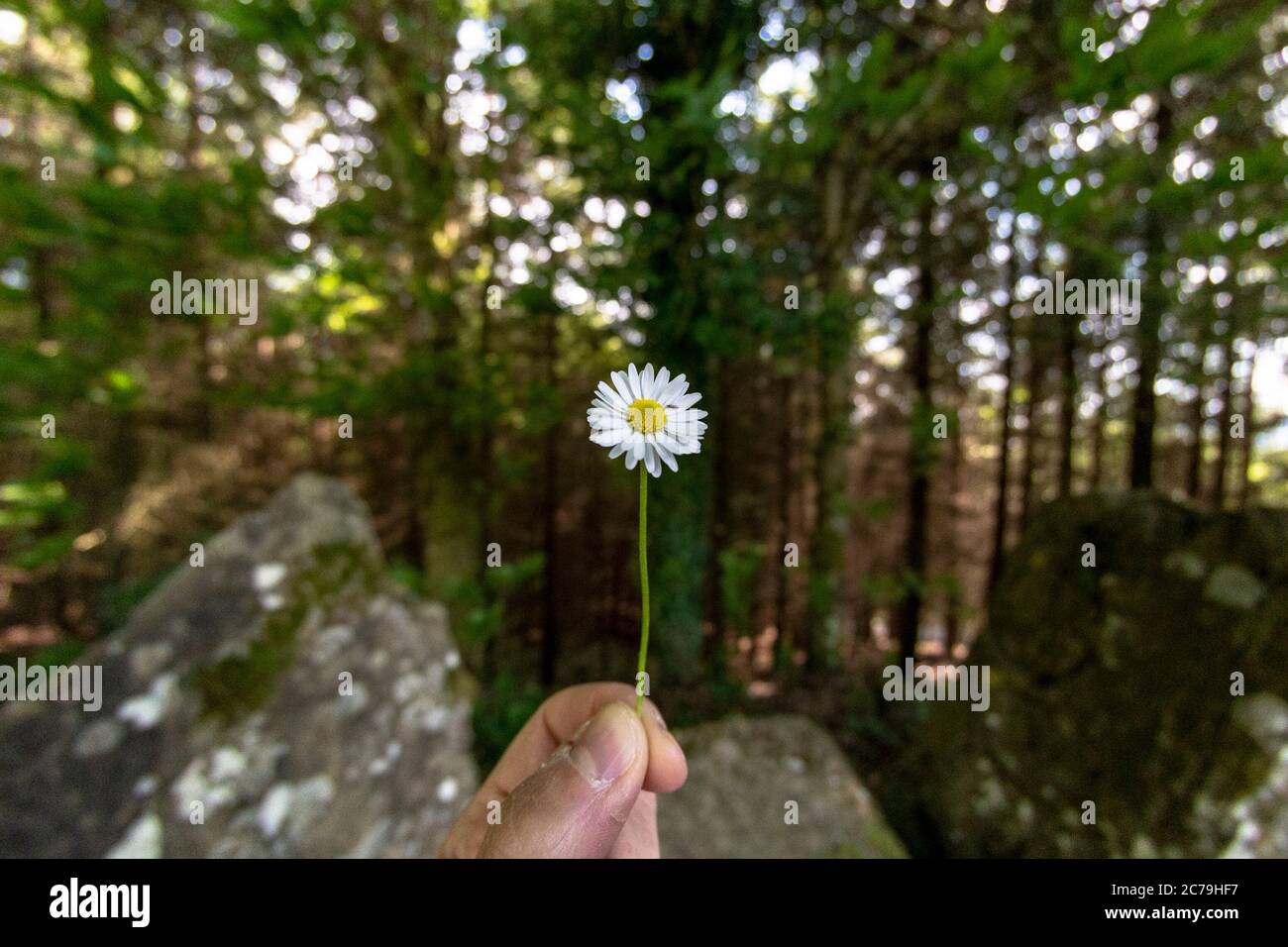 Hand holding a daisy flower Stock Photo - Alamy