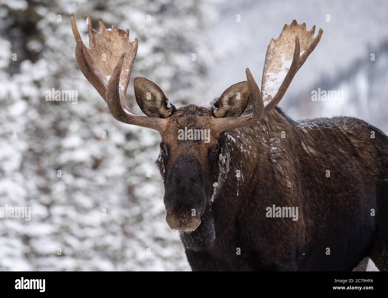 Canada moose travel animal antlers hi-res stock photography and images ...