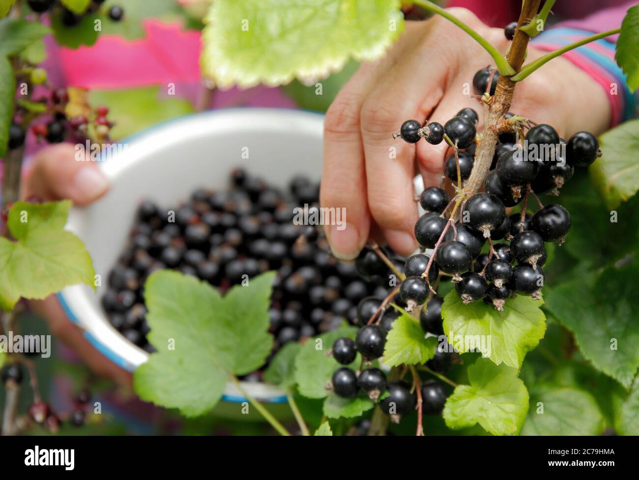 Ribes nigrum. Picking ripe blackcurrants by hand in an English summer ...