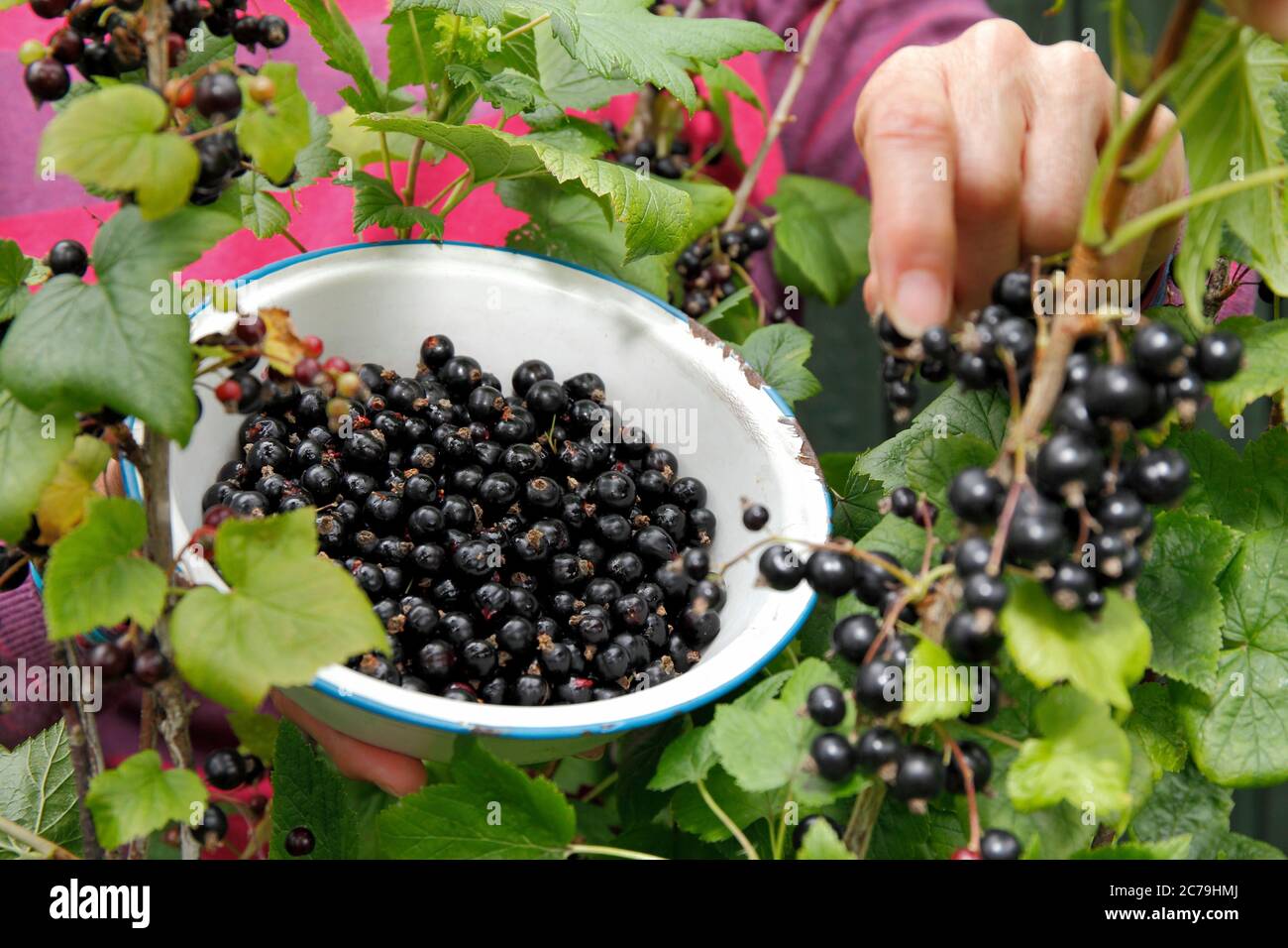 Ribes nigrum. Picking ripe blackcurrants by hand in an English summer ...