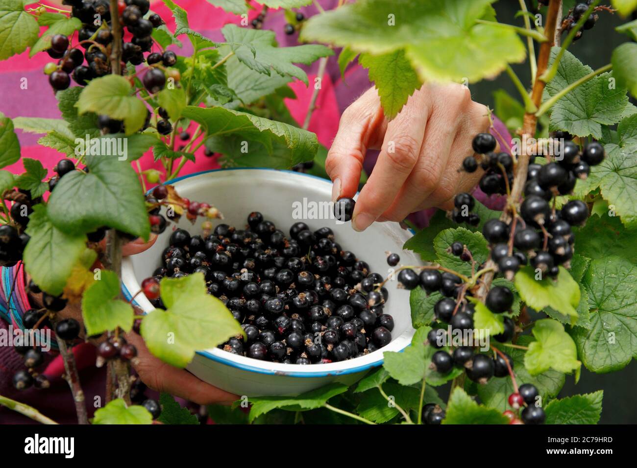 Ribes nigrum. Picking ripe blackcurrants by hand in an English summer ...