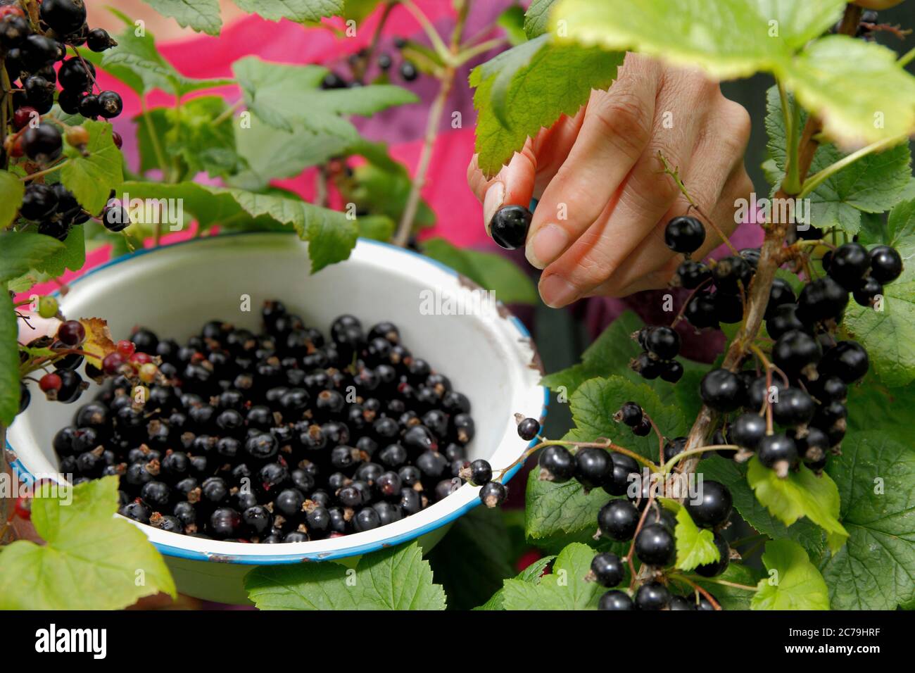 Ribes nigrum. Picking ripe blackcurrants by hand in an English summer ...