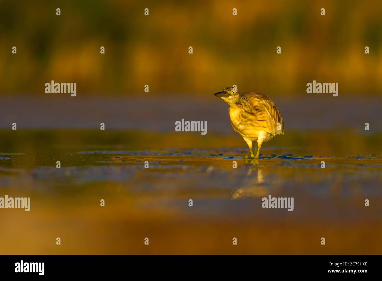 Hunting Heron. Yellow green nature habitat background. Species: Squacco ...