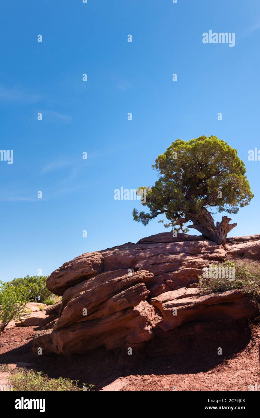 Dead juniper trees hi-res stock photography and images - Alamy
