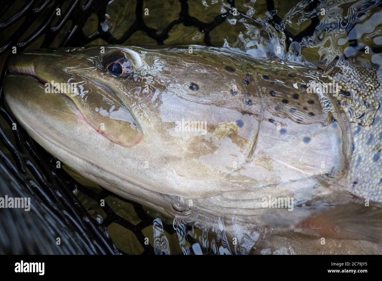 A close up of the head of a Taimen fish, the largest salmonid species ...