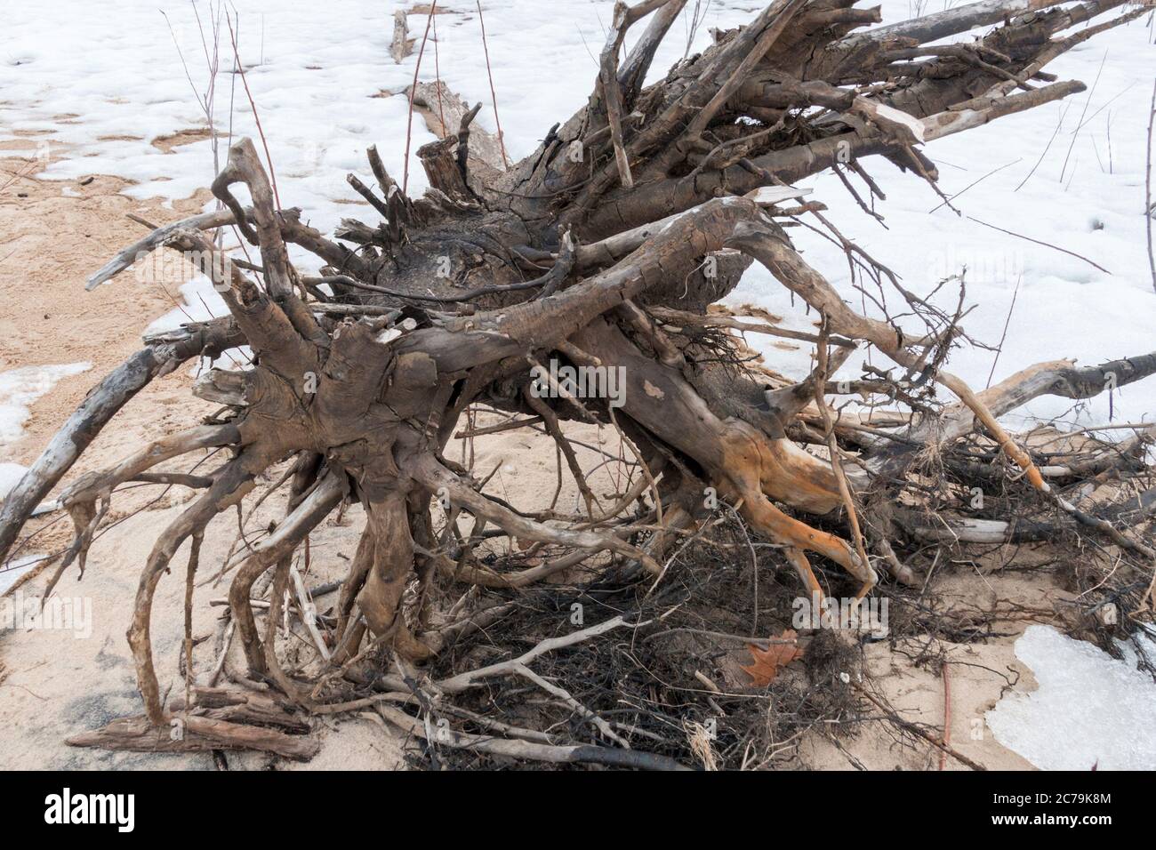 Tangled tree roots hi-res stock photography and images - Alamy