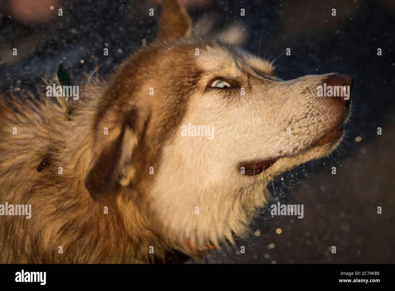 Side eye hi-res stock photography and images - Alamy