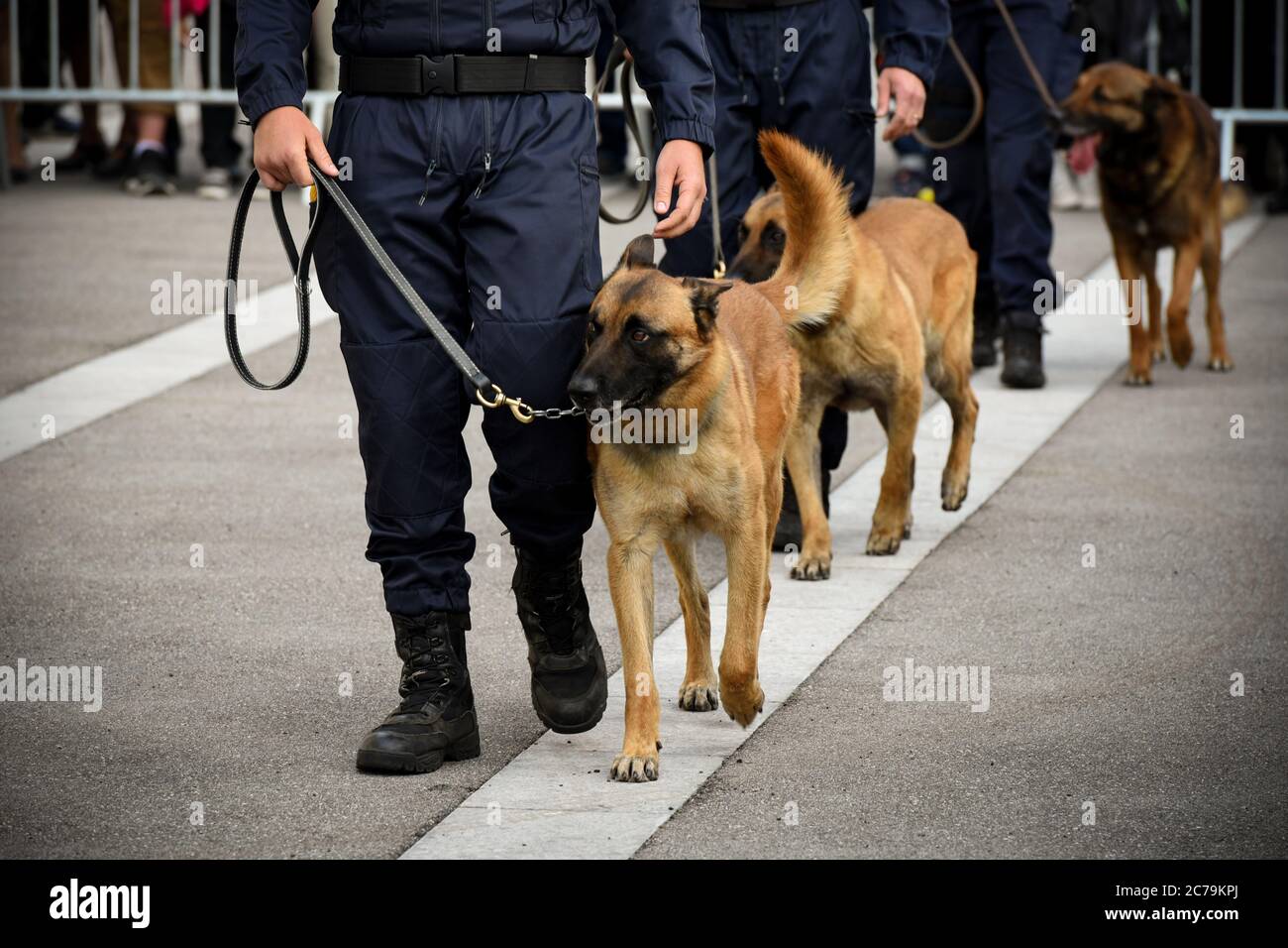 demonstration of policeman dog Stock Photo - Alamy