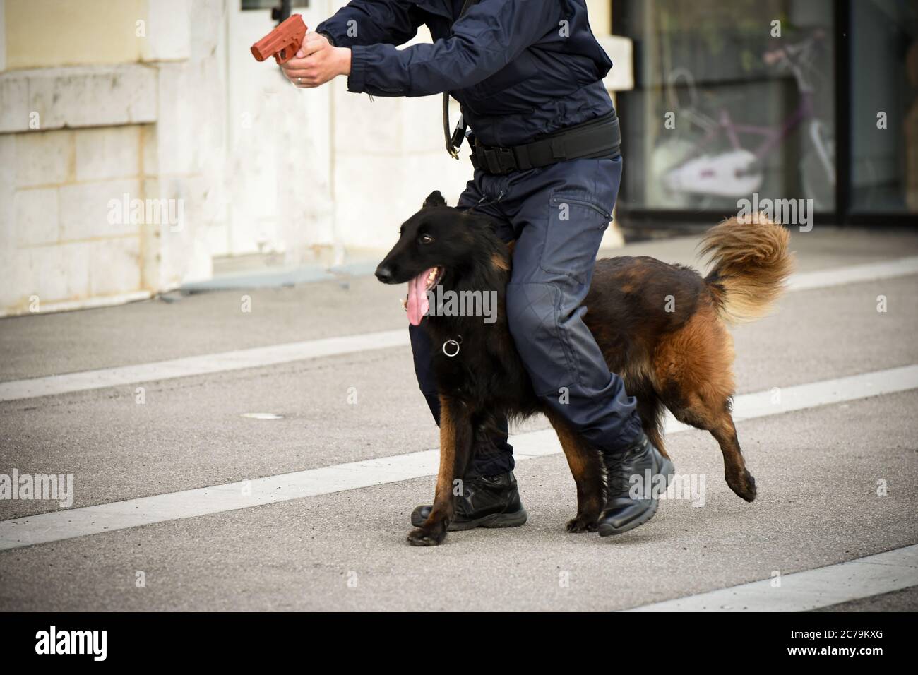 demonstration of policeman dog Stock Photo - Alamy