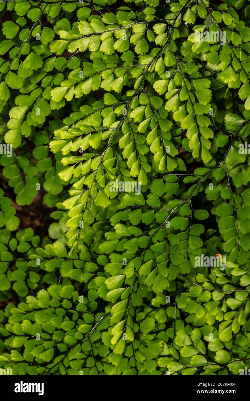 Himalayan Maidenhair Fern (Adiantum venustum Stock Photo - Alamy