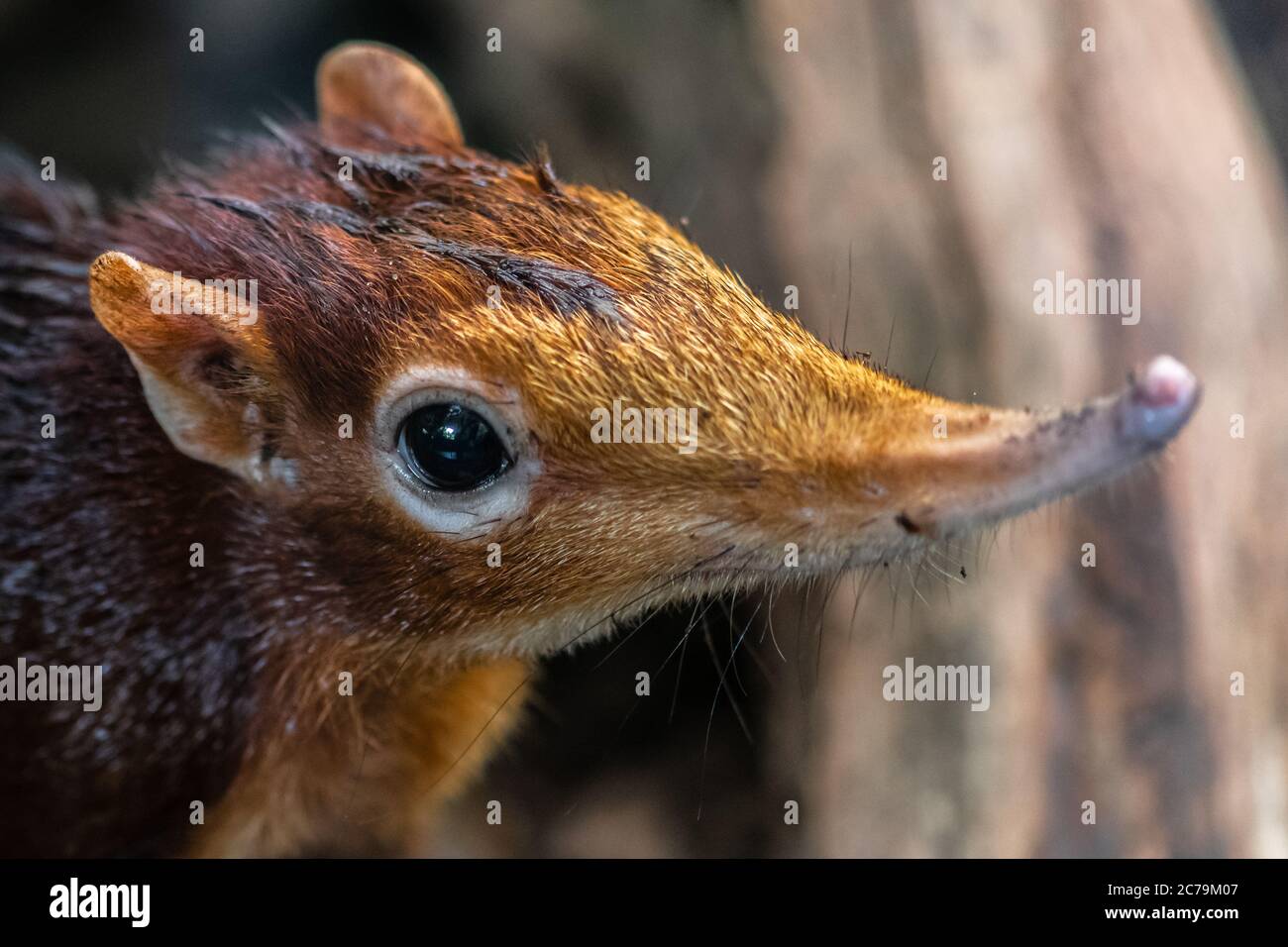 Elephant shrew hi-res stock photography and images - Alamy
