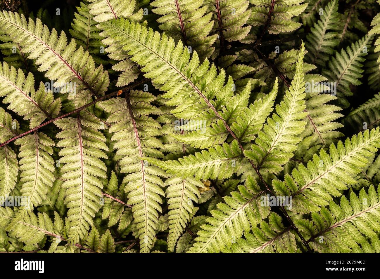 Japanese Painted Fern (Athyrium niponicum cv Metallicum Stock Photo - Alamy