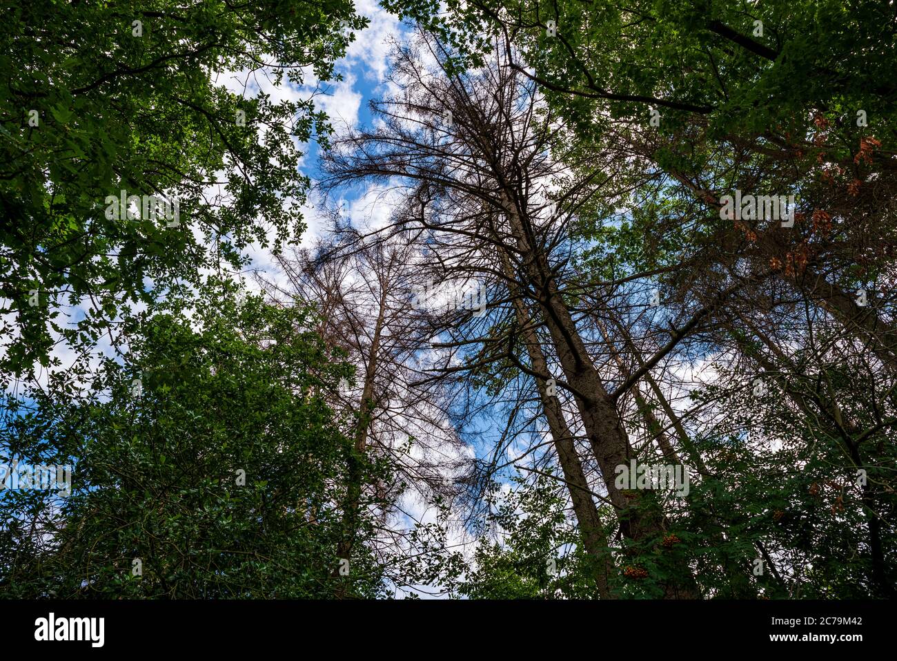 View into the treetops, dead trees between healthy trees, blue sky ...