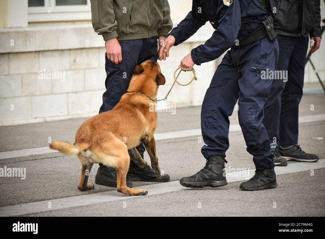 demonstration of policeman dog Stock Photo - Alamy